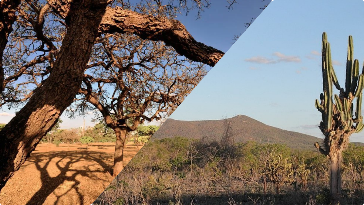 Cerrado e Caatinga são patrimônios do Brasil e precisam ser protegidos ...