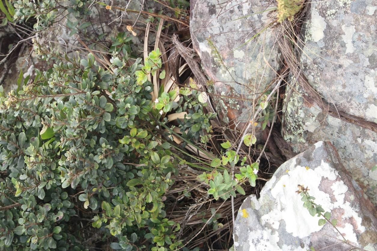 Descoberta nova espécie da flora brasileira no Norte de Minas - Eco21